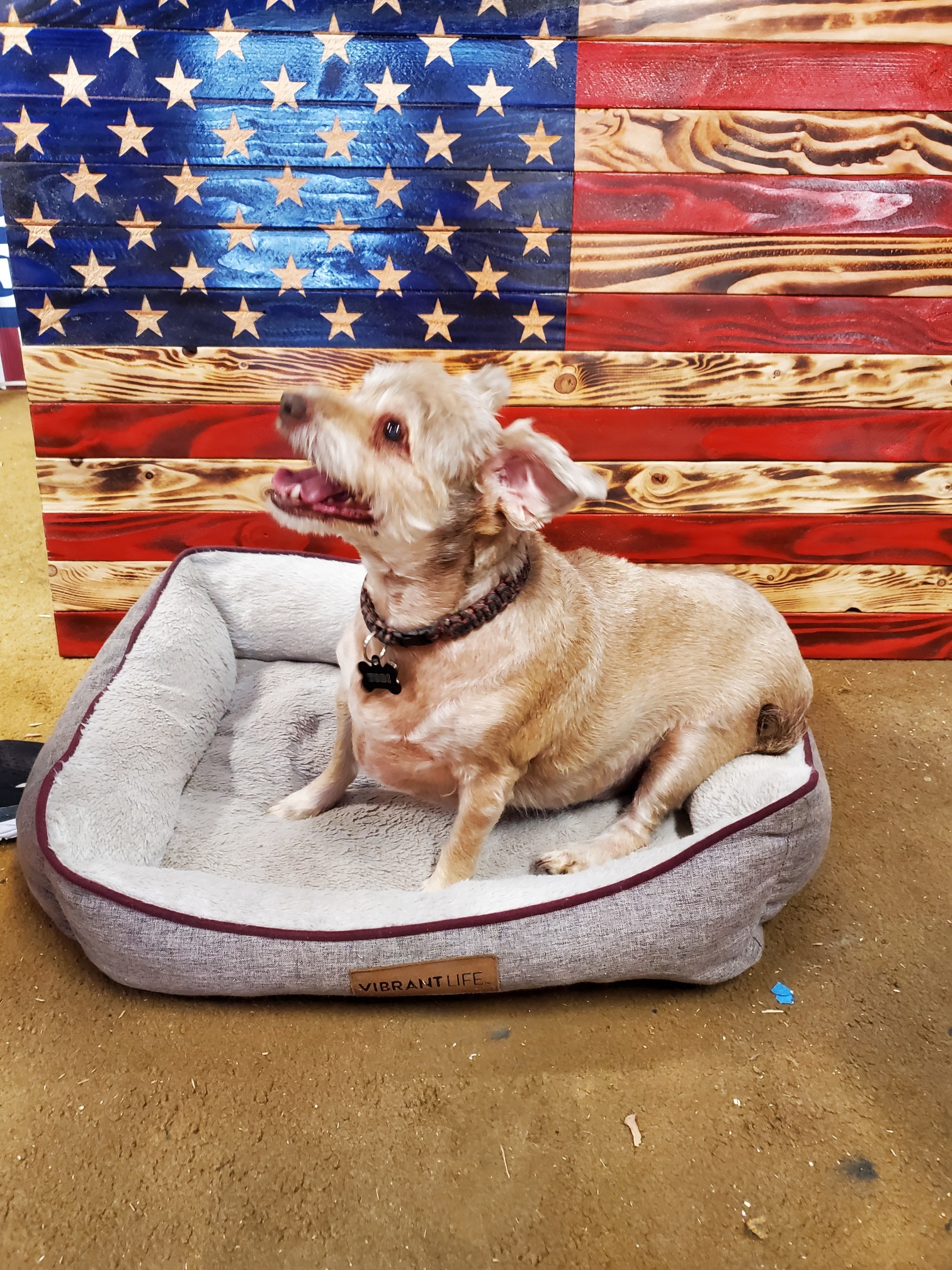 Meet Shop Dogs Yodi and Chico - Association of Woodworking ...